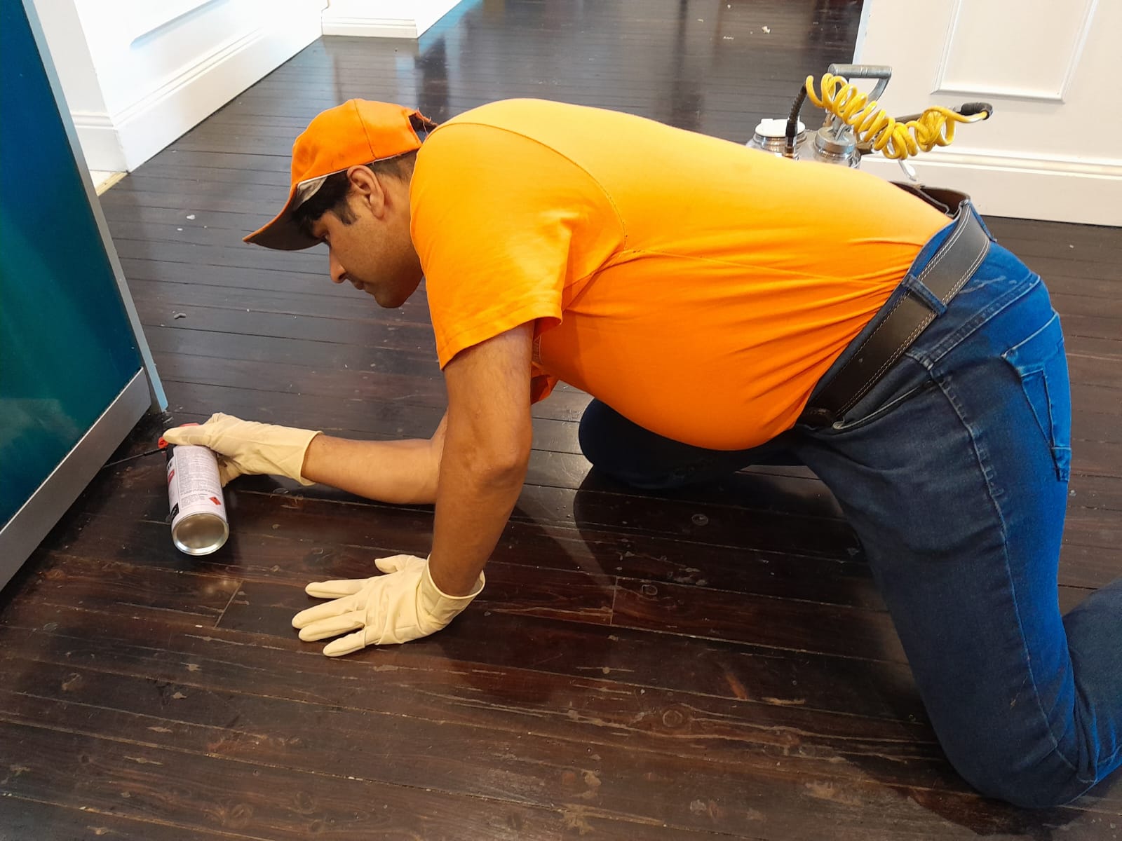 German (Small) cockroaches treatment - syd wide pest control